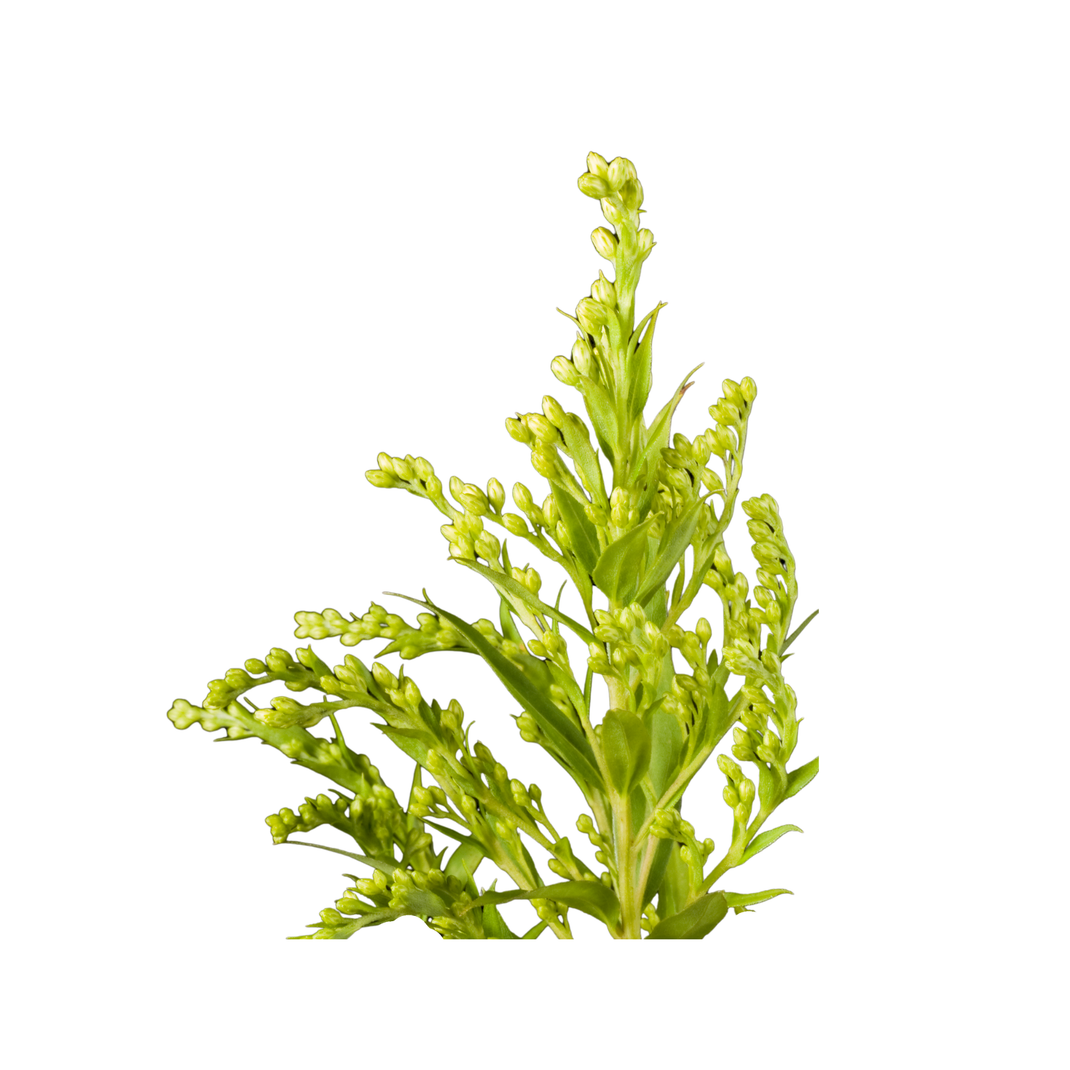 What Does Cypress Smell Like? Perfumery Guide