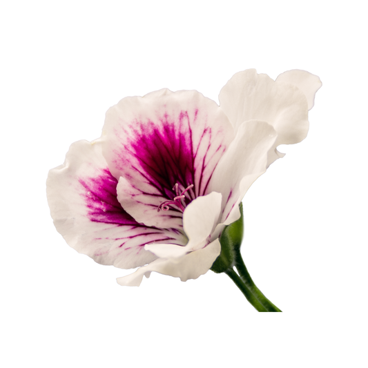 What Does Cypress Smell Like? Perfumery Guide