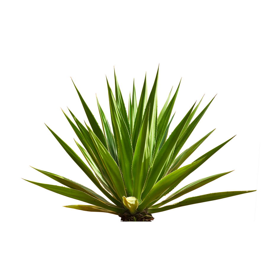 What Does Cypress Smell Like? Perfumery Guide